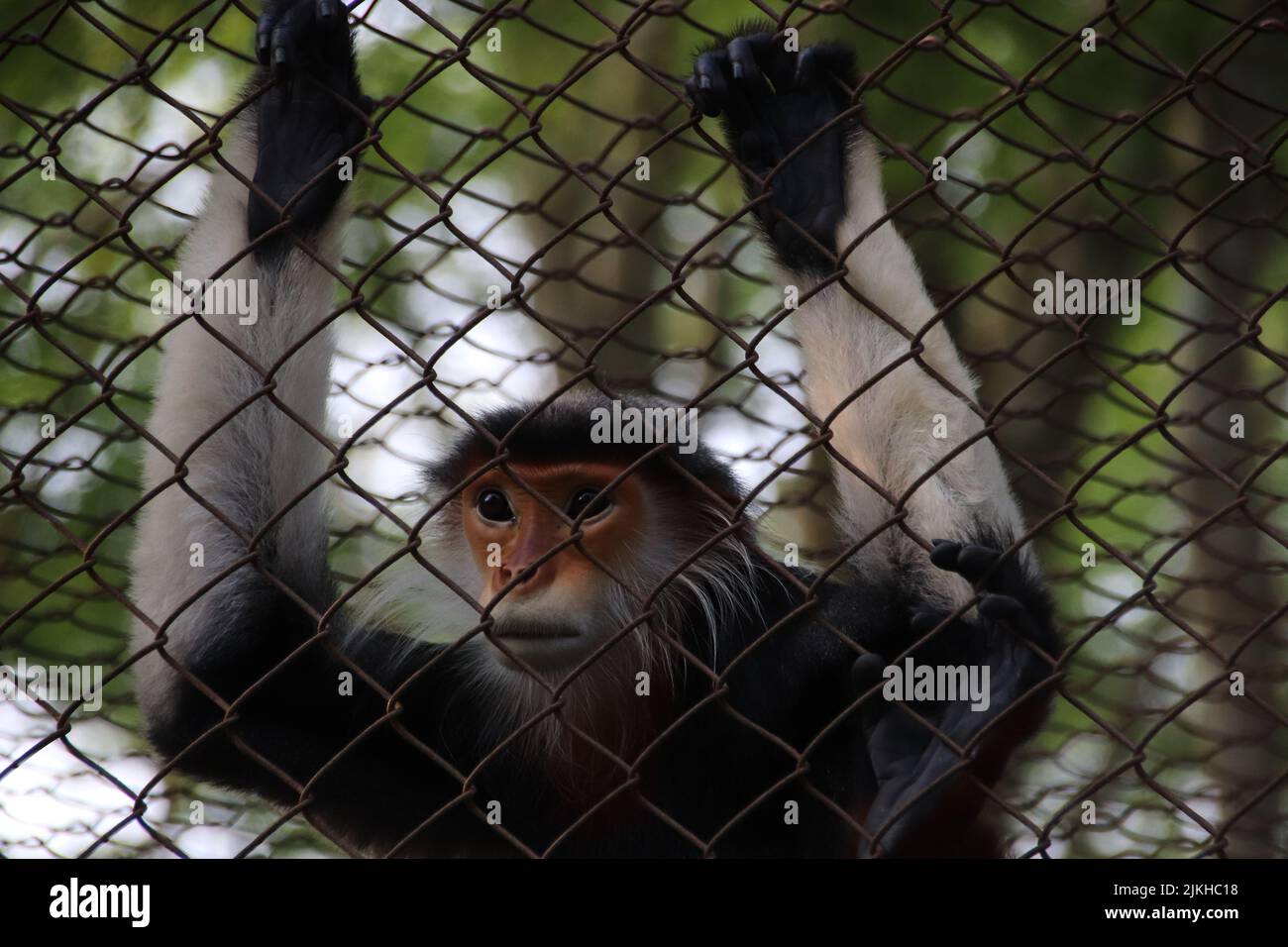 Red-shanked douc or Pygathrix nemaeus in the Endangered Primate Rescue ...
