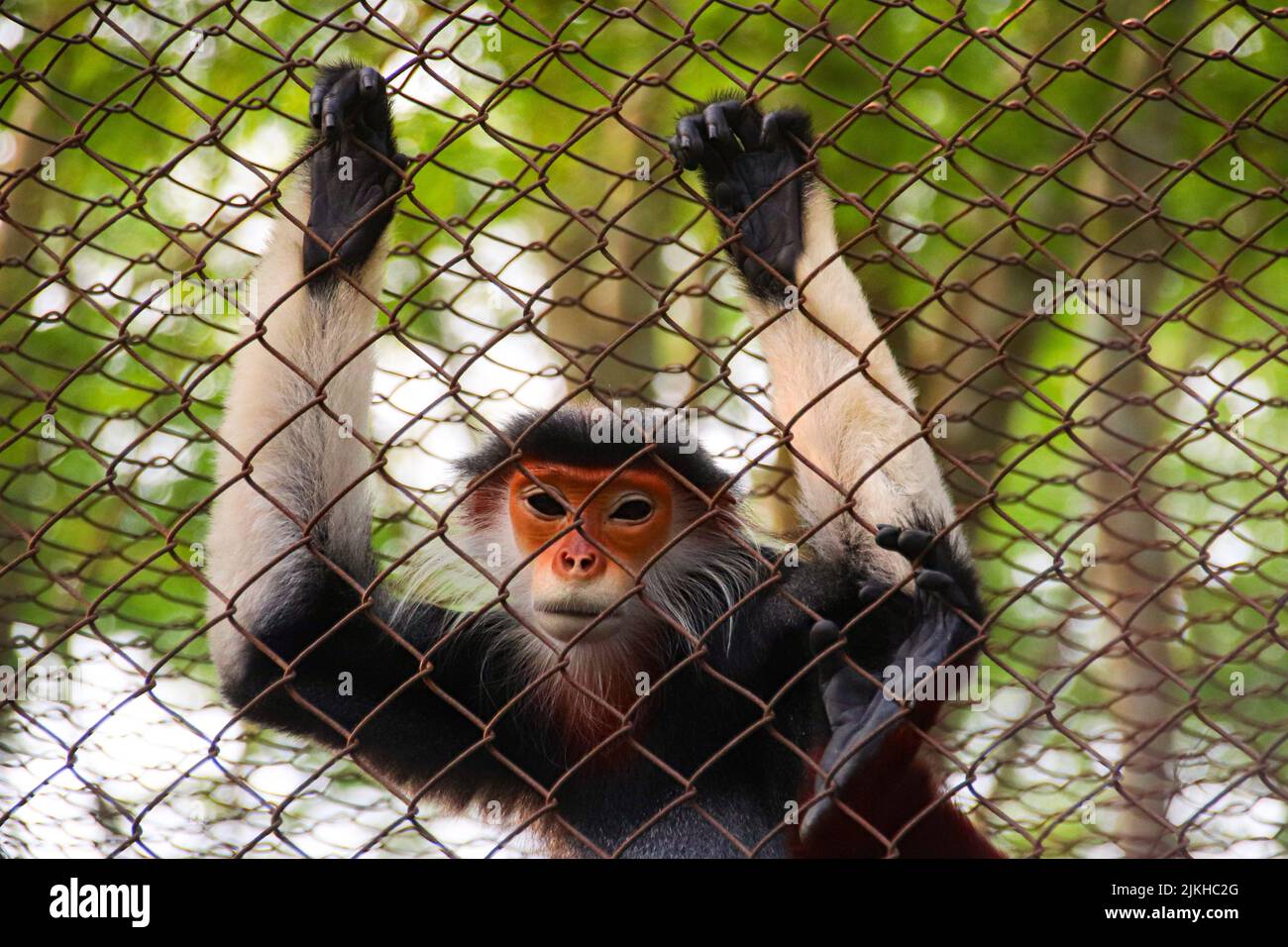 Red-shanked douc or Pygathrix nemaeus in the Endangered Primate Rescue ...