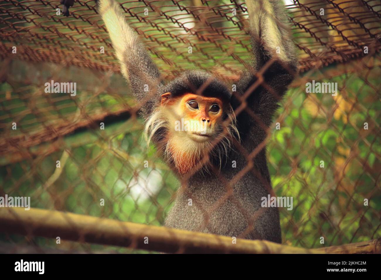 Primate extinction hi-res stock photography and images - Alamy