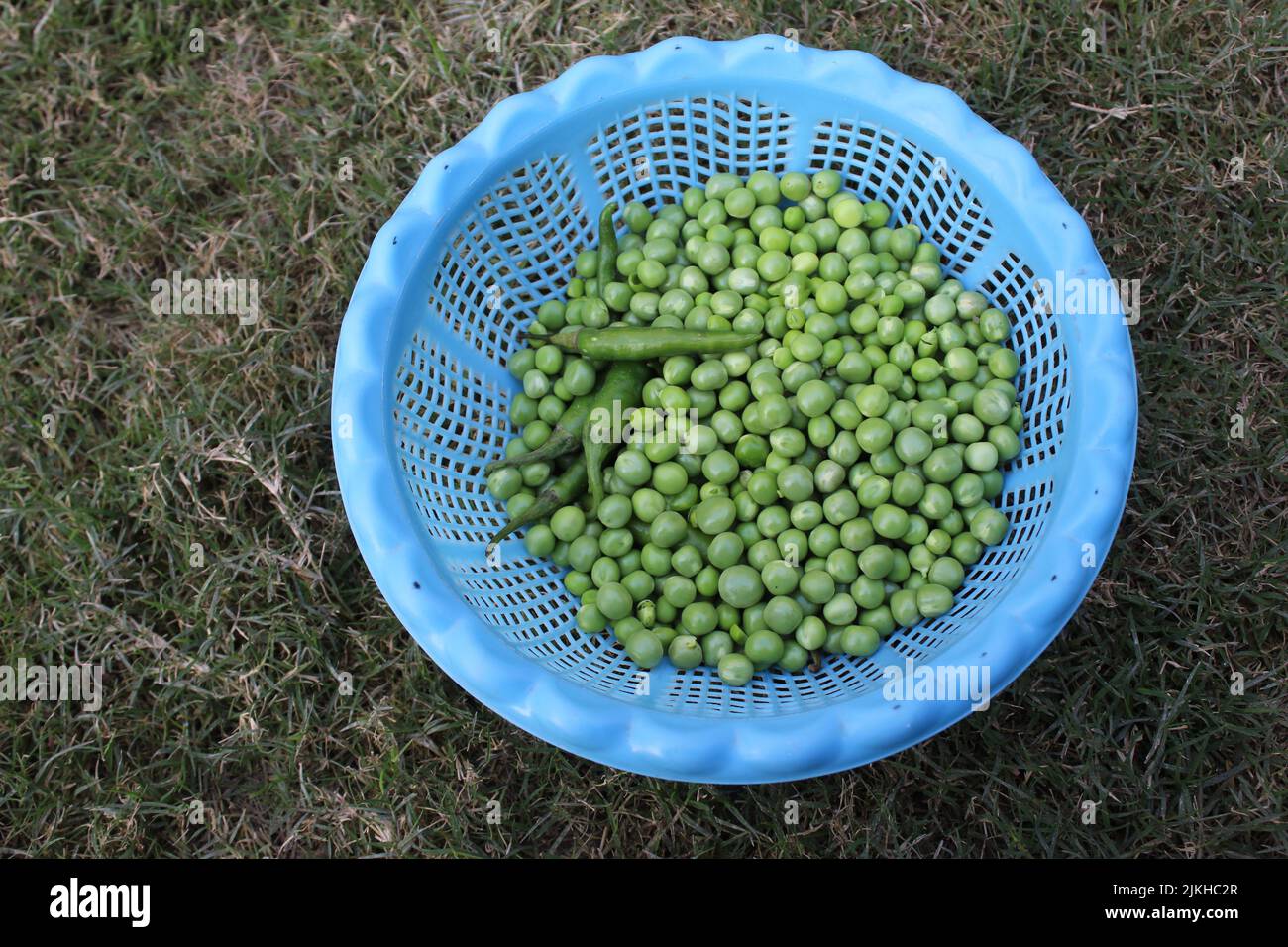 Pods with seeds hi-res stock photography and images - Alamy