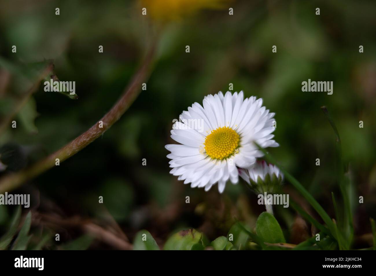 A closeup shot of a common daisy blossoming in spring Stock Photo - Alamy
