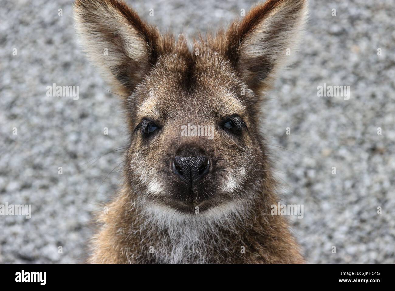 Small brown head hi-res stock photography and images - Alamy