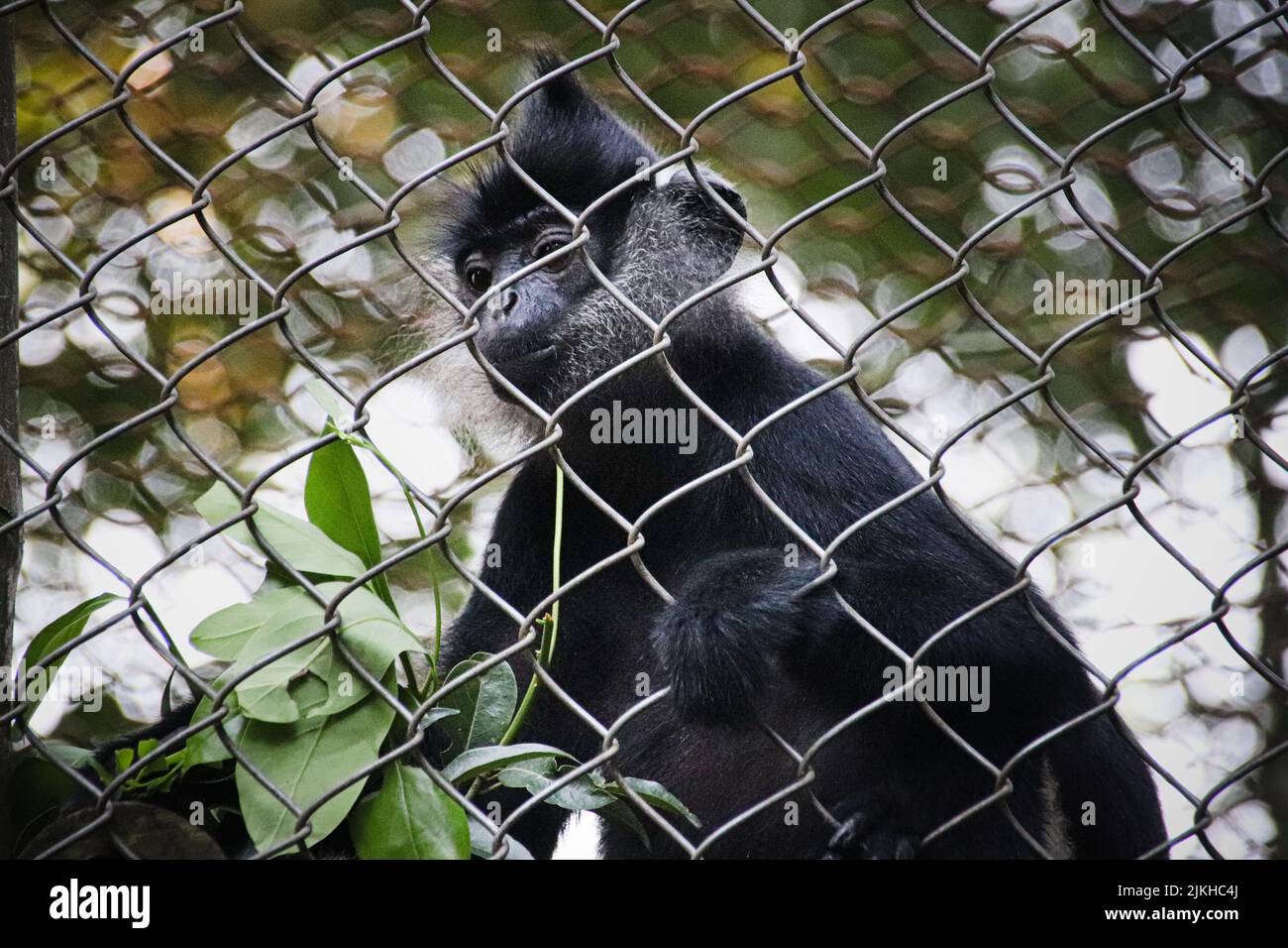 Northern white-cheeked gibbon or Nomascus leucogenys in the Endangered ...