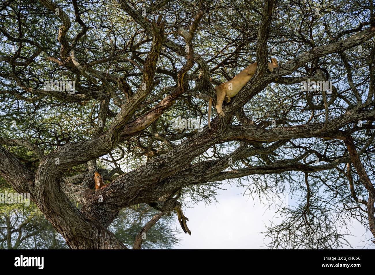 Tiger and trees hi-res stock photography and images - Alamy