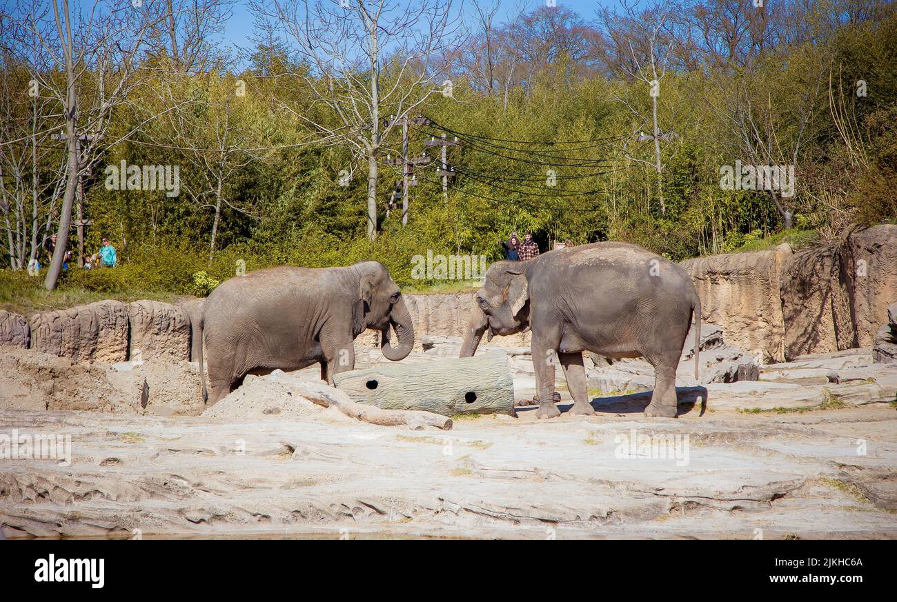Two African bush elephants in a sandy area of zoo park with visitors ...