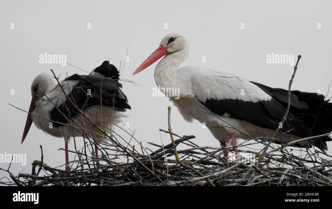 Storks beaks hi-res stock photography and images - Alamy