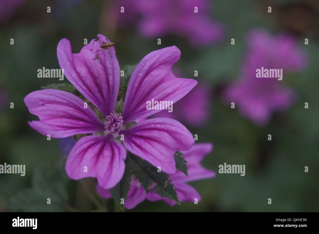 A close-up macro of a purple Malva Sylvestris flower plant with blurred ...