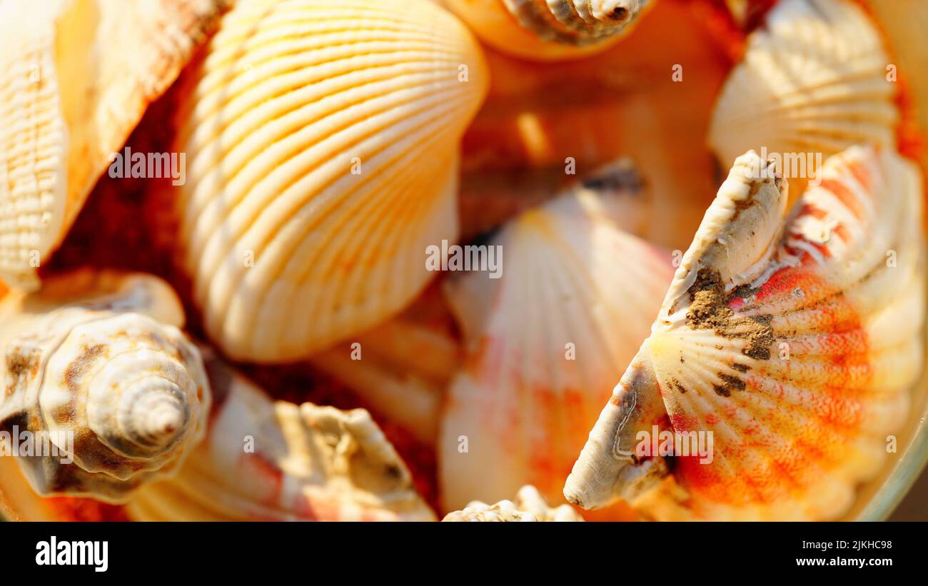 Sea shell texture hi-res stock photography and images - Alamy