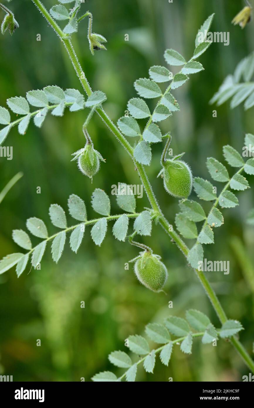 closeup the bunch ripe green gram pods with plant and green leaves soft ...