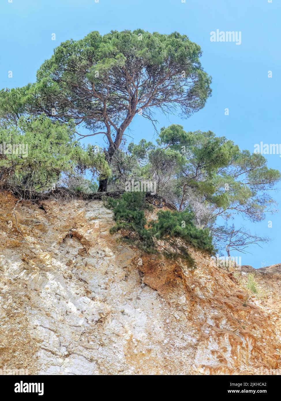 A vertical shot of a tree growing on the edge of a cliff Stock Photo ...