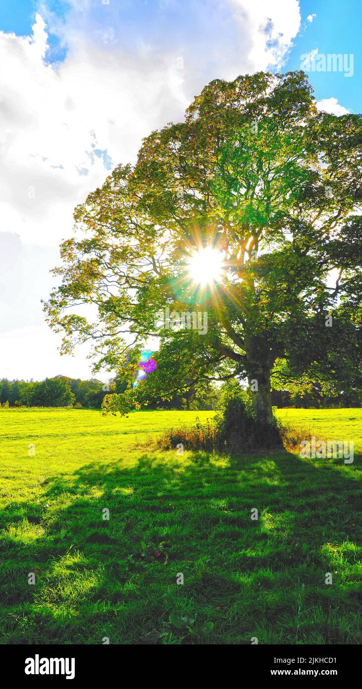 A vertical shot of sun rays peeking in between branches of a tree Stock ...