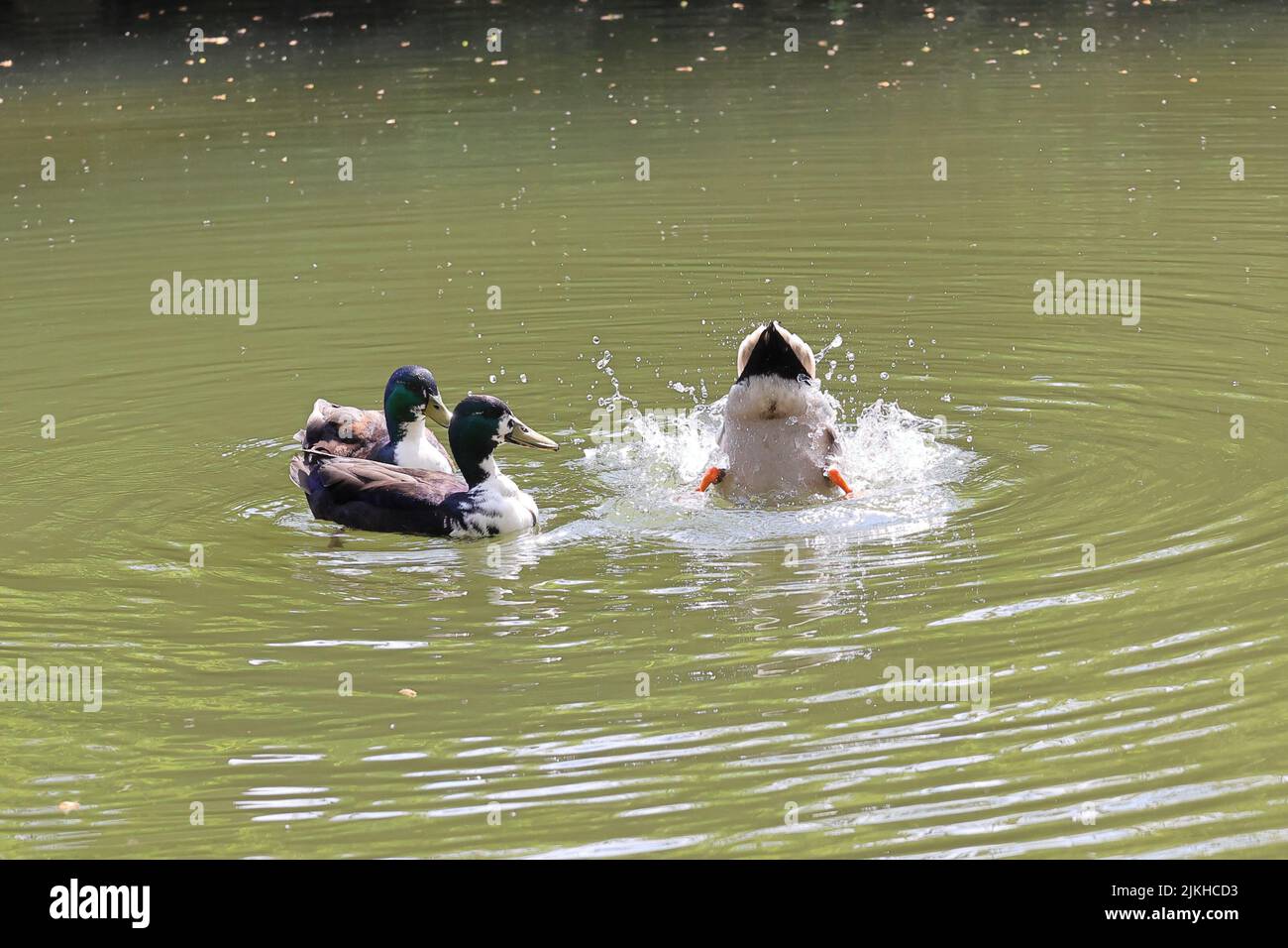 Three mallard ducks in the pond Stock Photo - Alamy