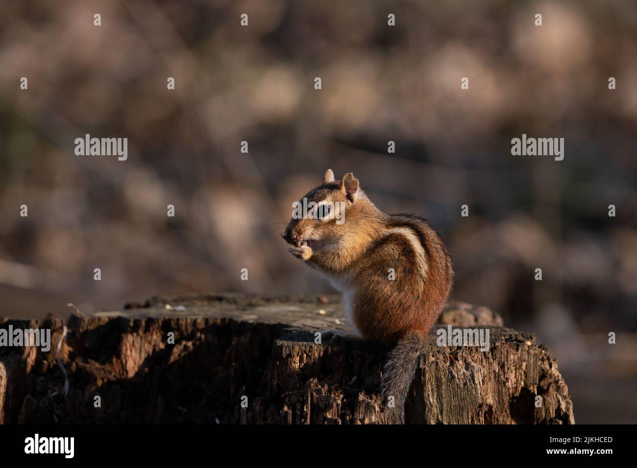 A close-up shot of a chipmunk sitting on a tree stump holding something ...