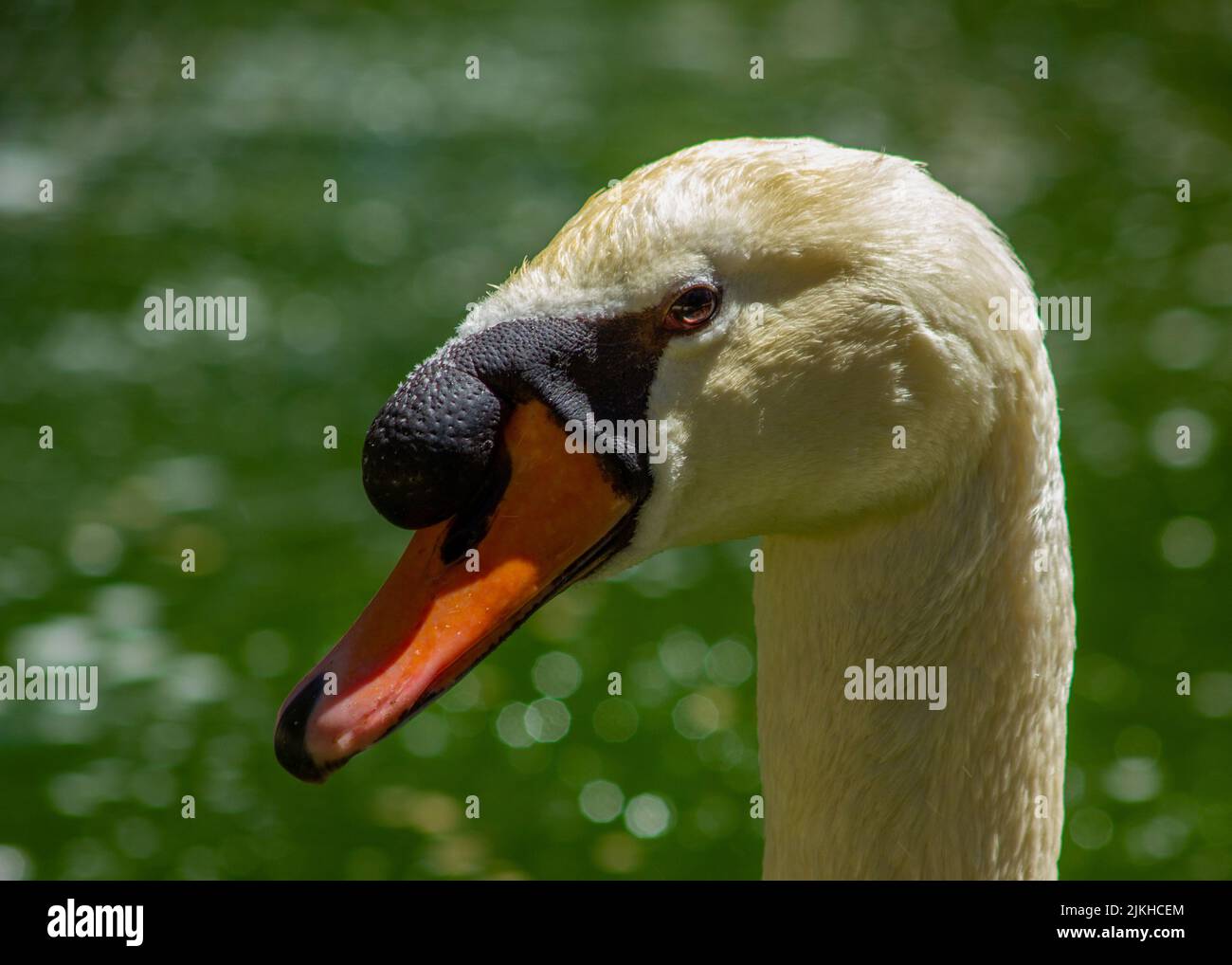A close-up shot of a swan's head in the blurry background Stock Photo ...