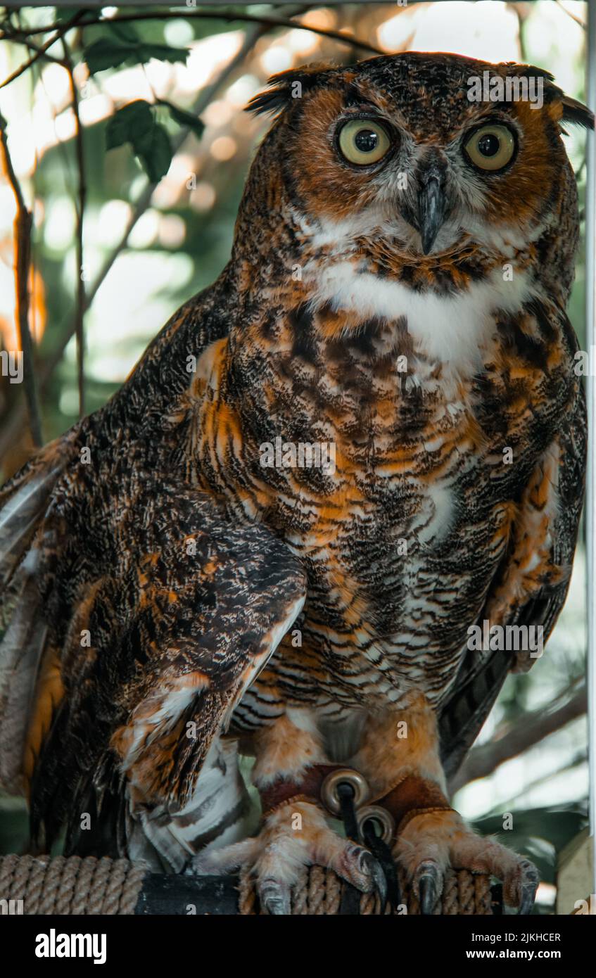 A vertical close-up shot of a great-horned owl Stock Photo - Alamy