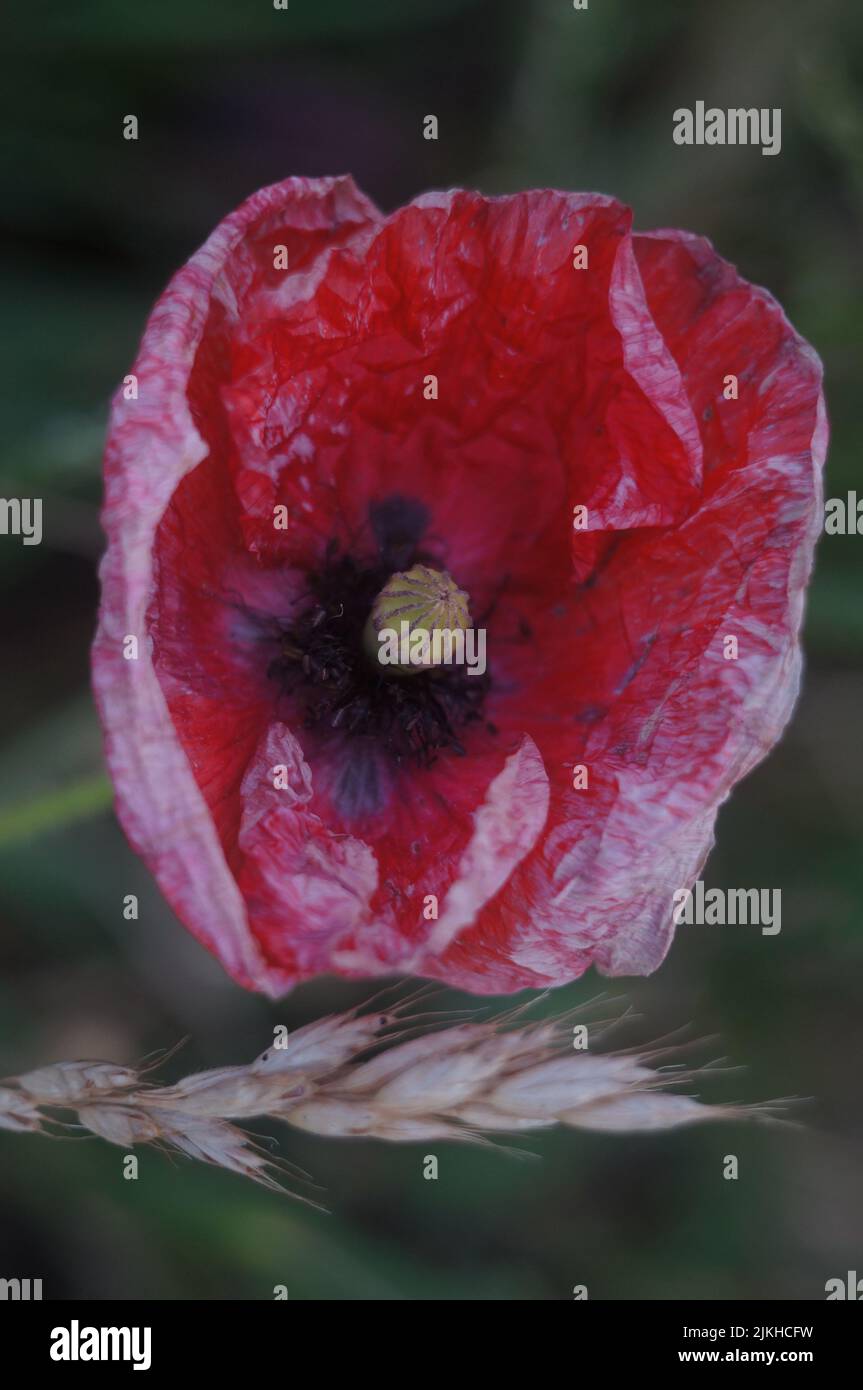 A vertical shot of a red Opium poppy flower plant with blurred ...