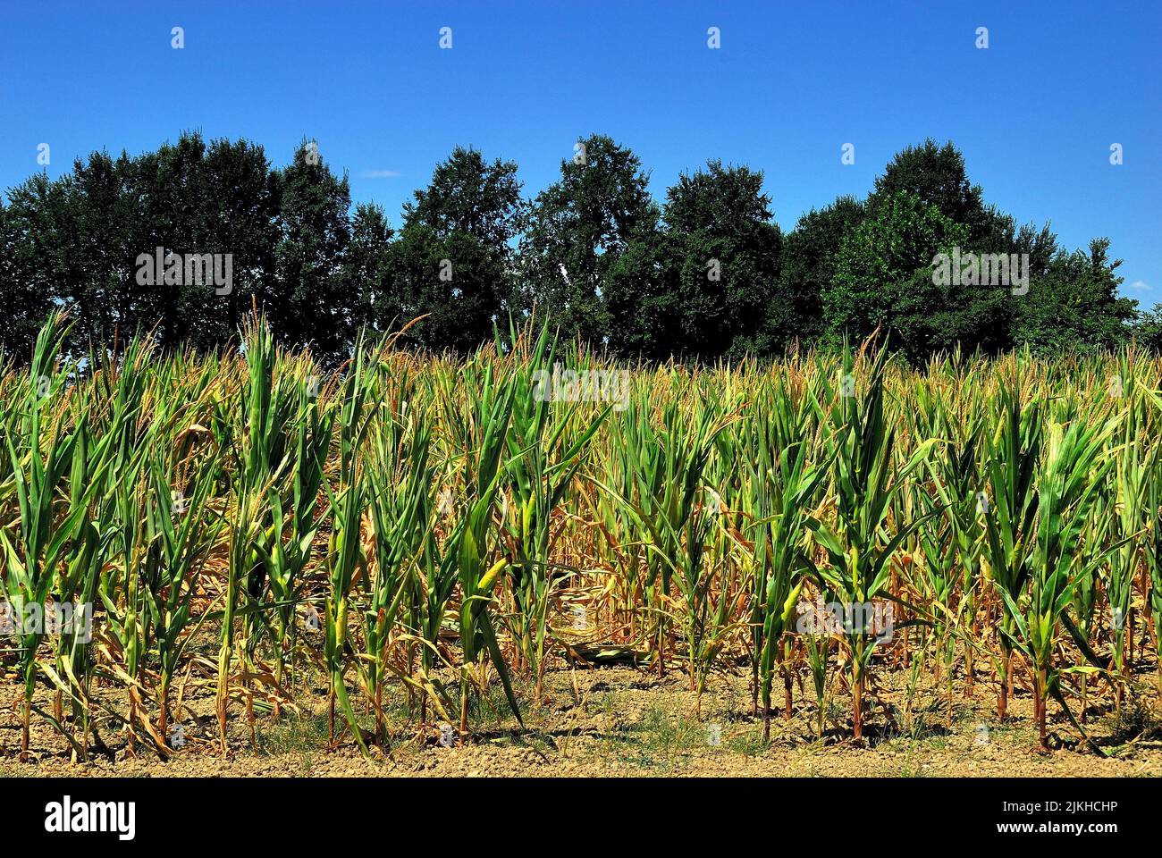 Veneto countryside, The drought affecting Northern Italy shows no sign ...