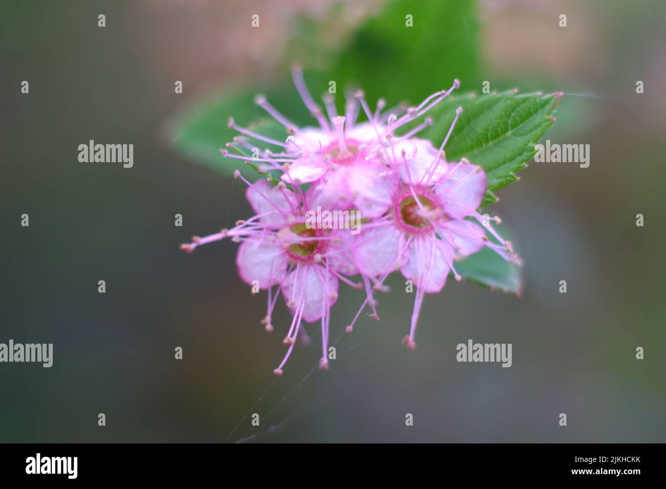 A close-up macro of three flowers of Spiraea Japonica Little Princess ...