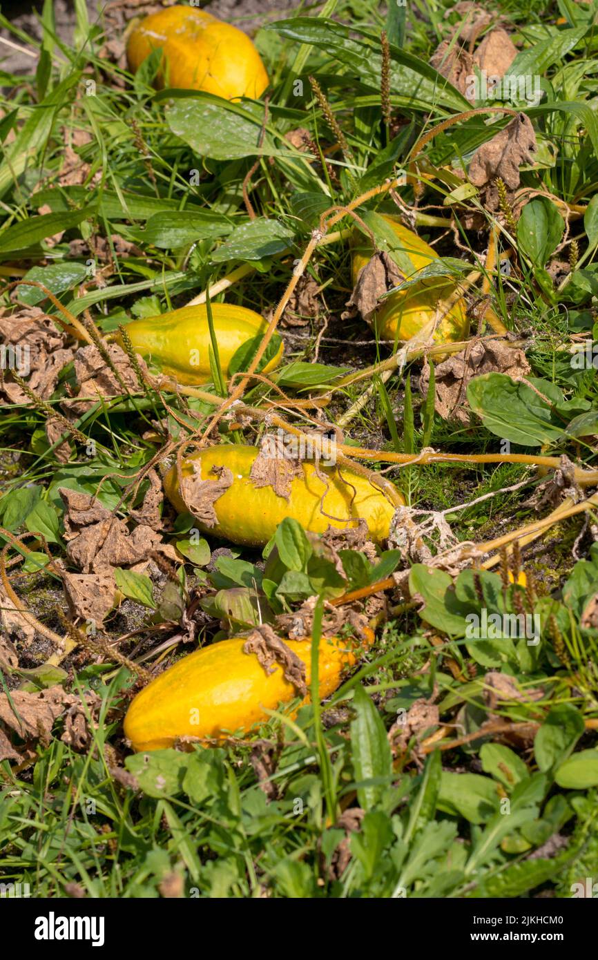 The yellow cucumbers in a bed in the garden Stock Photo - Alamy