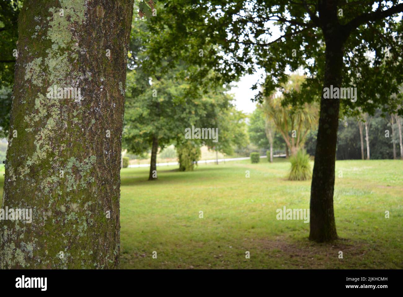 A natural background with green deciduous trees in urban park Stock ...