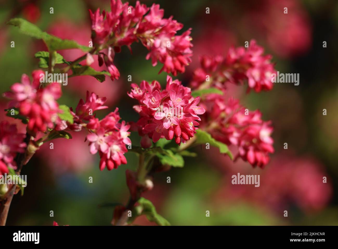 Ribes sanguineum flowering currant bloom in spring Stock Photo - Alamy