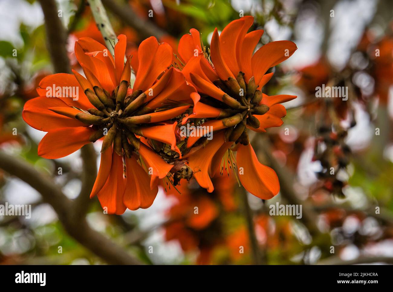 Indian coral tree. Orange flower known as Easter flower, Tiger's claw ...
