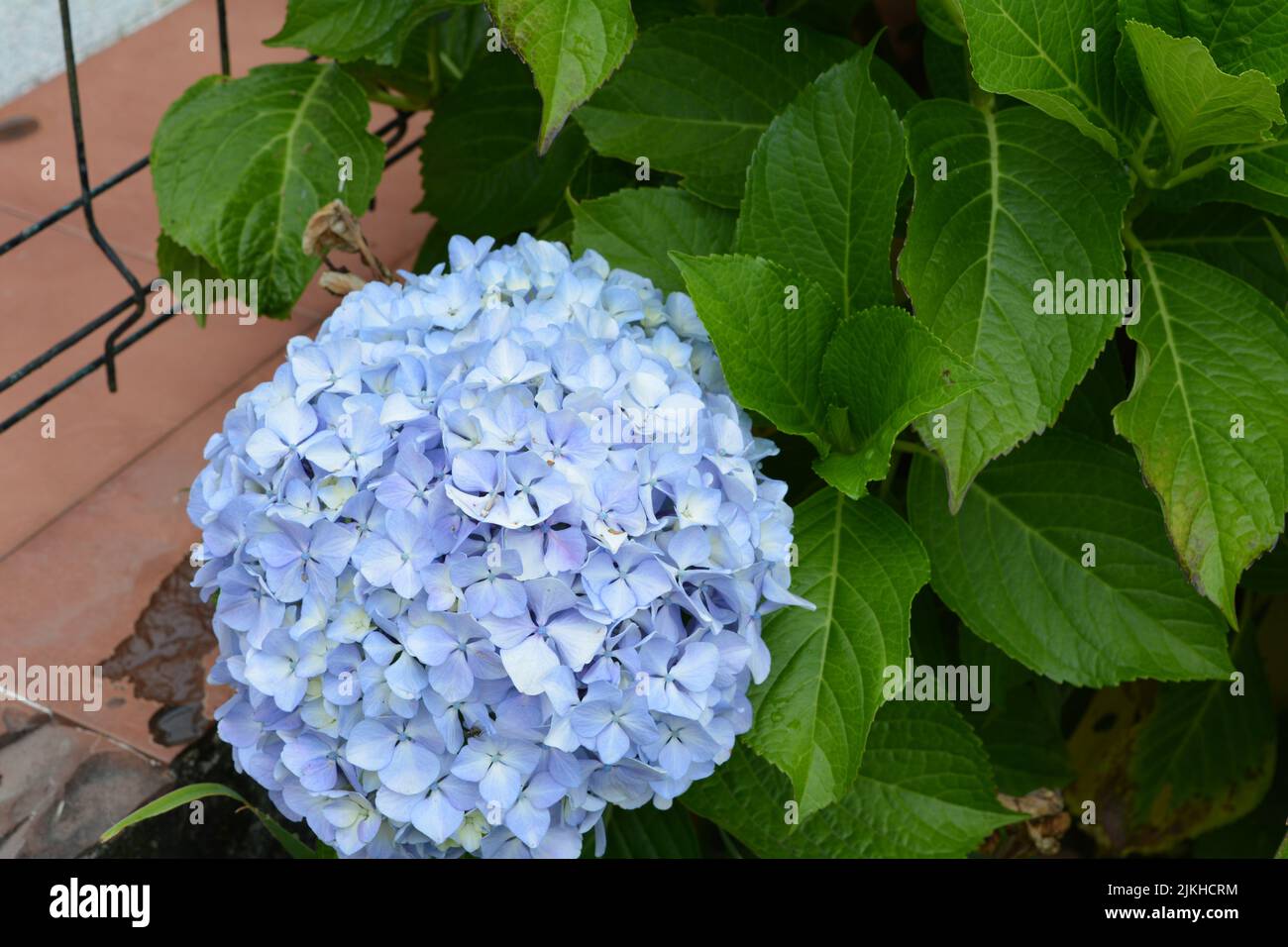A blue bigleaf hydrangea growing in the garden Stock Photo - Alamy