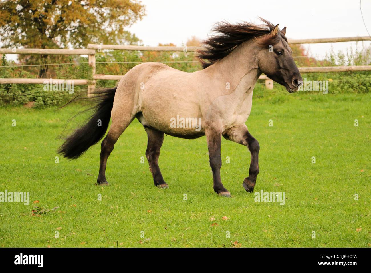 A black and beige quarter horse running in a paddock Stock Photo - Alamy