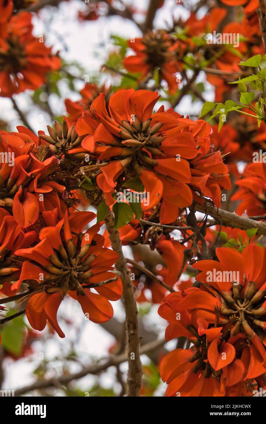 Indian coral tree. Orange flower known as Easter flower, Tiger's claw ...