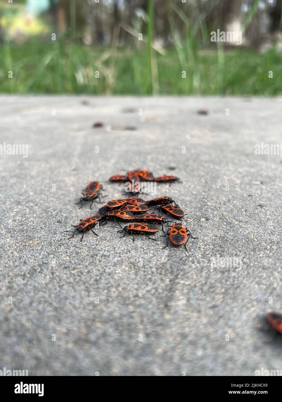 Bugs with dots hi-res stock photography and images - Alamy