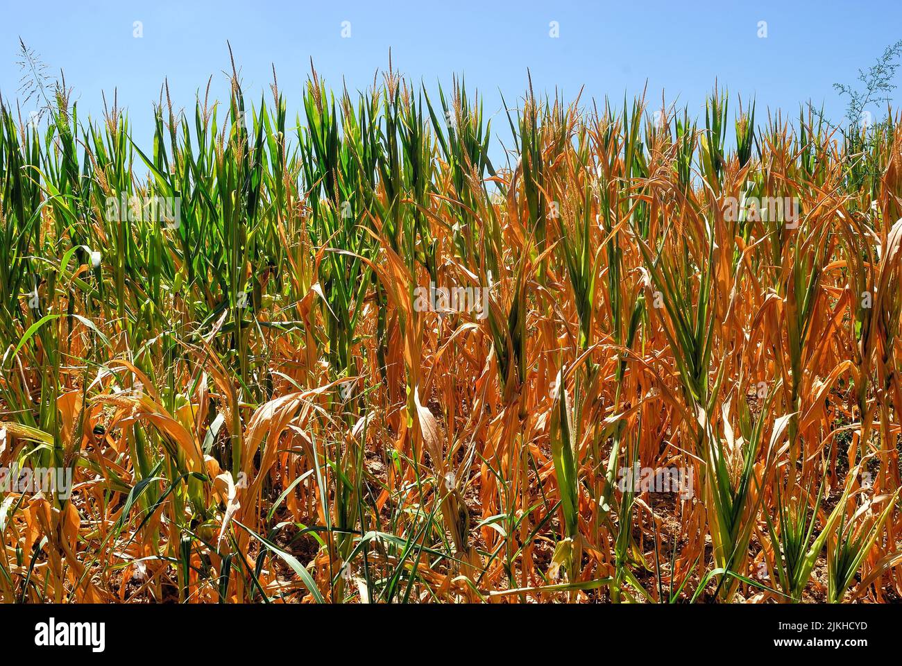 Veneto countryside, The drought affecting Northern Italy shows no sign ...