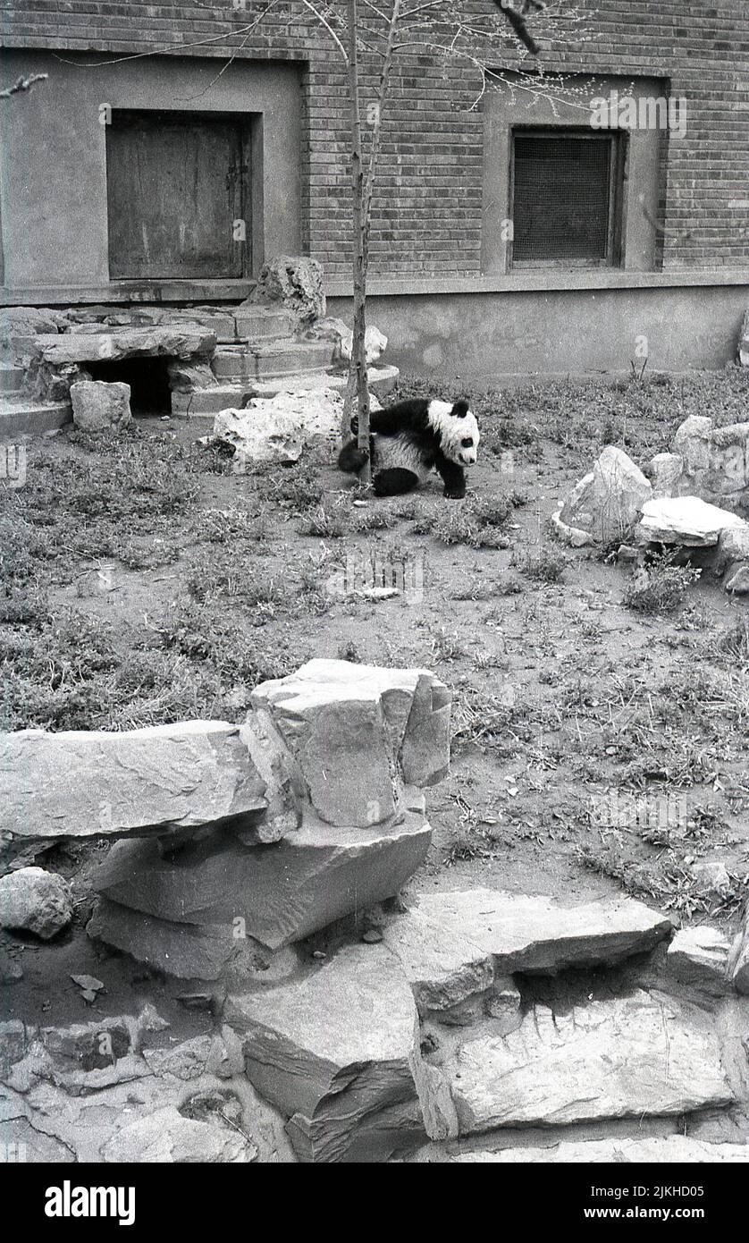 1963, historical, London Zoo, panda in enclosure. Chi Chi, a giant ...