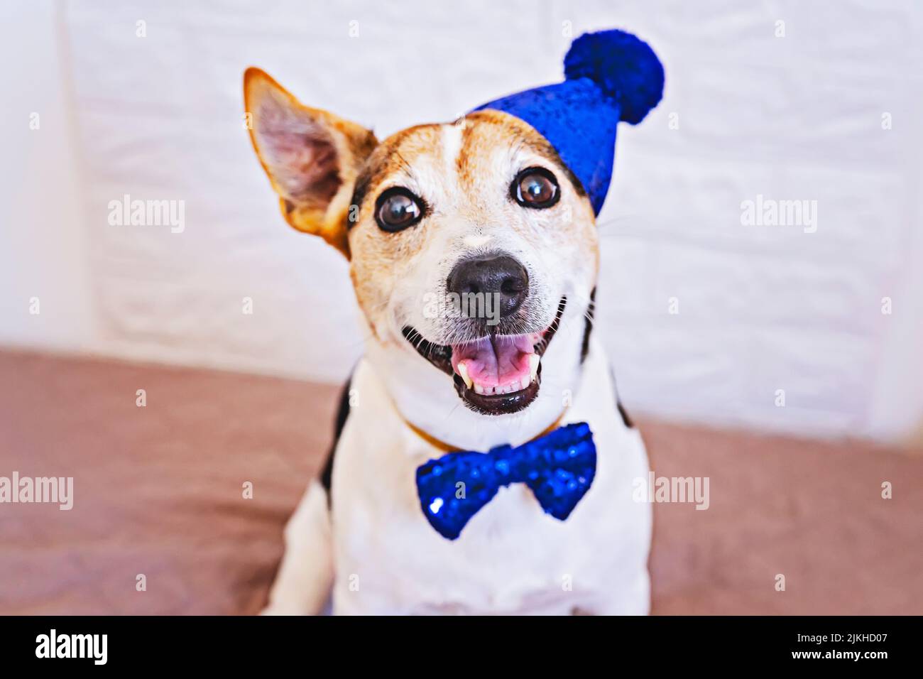 Happy smiling dogs face in blue tied bow and birthday cap on head ...