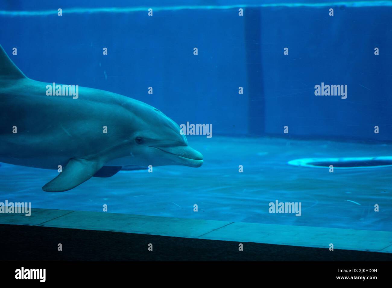 A dolphin swimming in aquarium of Genoa in Italy Stock Photo - Alamy
