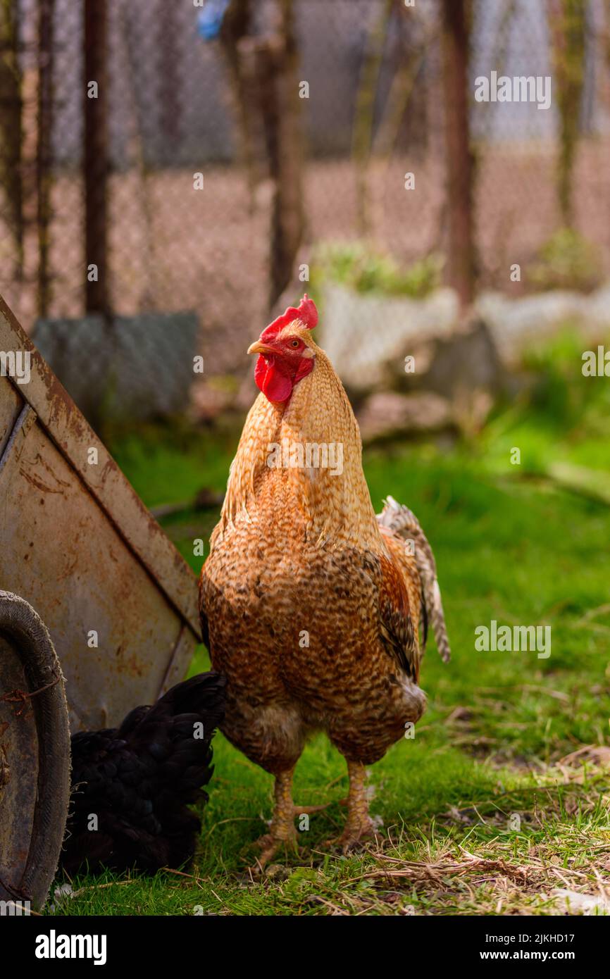 A vertical closeup shot of a Bielefelder Kennhuhn domestic chicken of ...