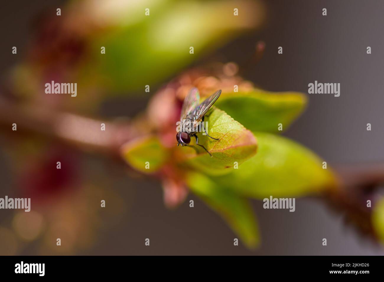 Bloom bud plant hi-res stock photography and images - Alamy