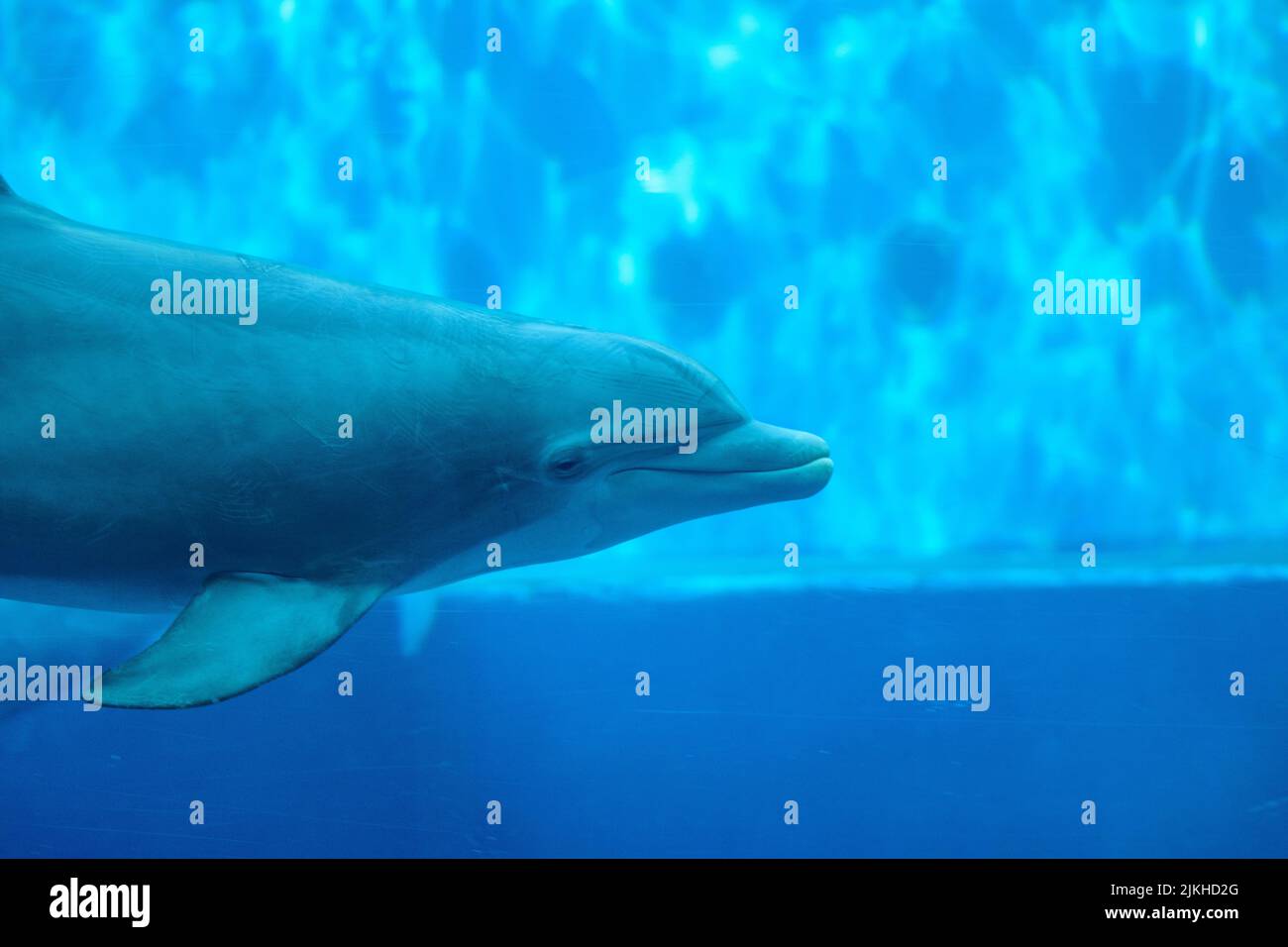 A dolphin swimming in aquarium of Genoa in Italy Stock Photo - Alamy