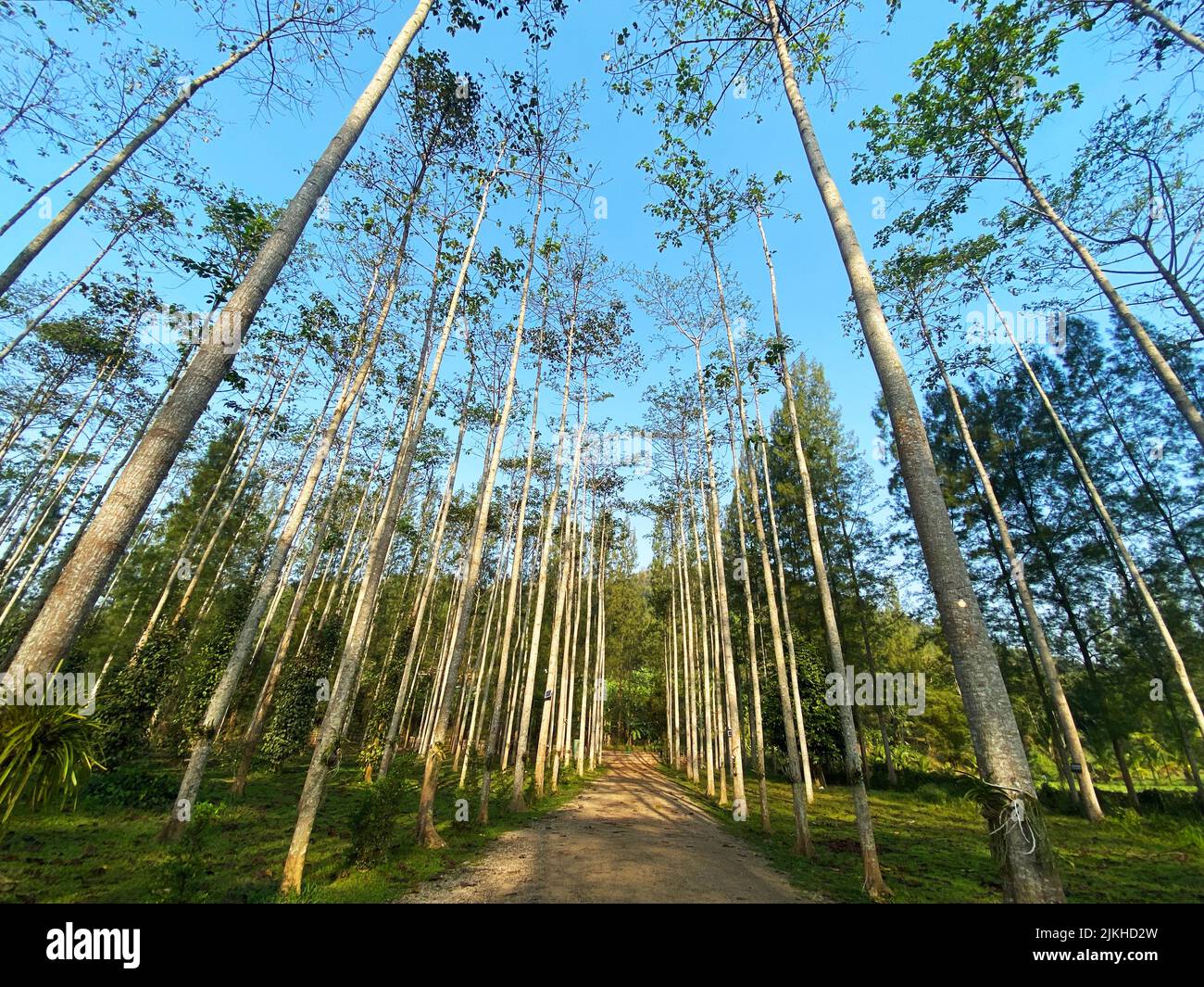 A beautiful view of a greenfield full of trees and a path in the middle ...