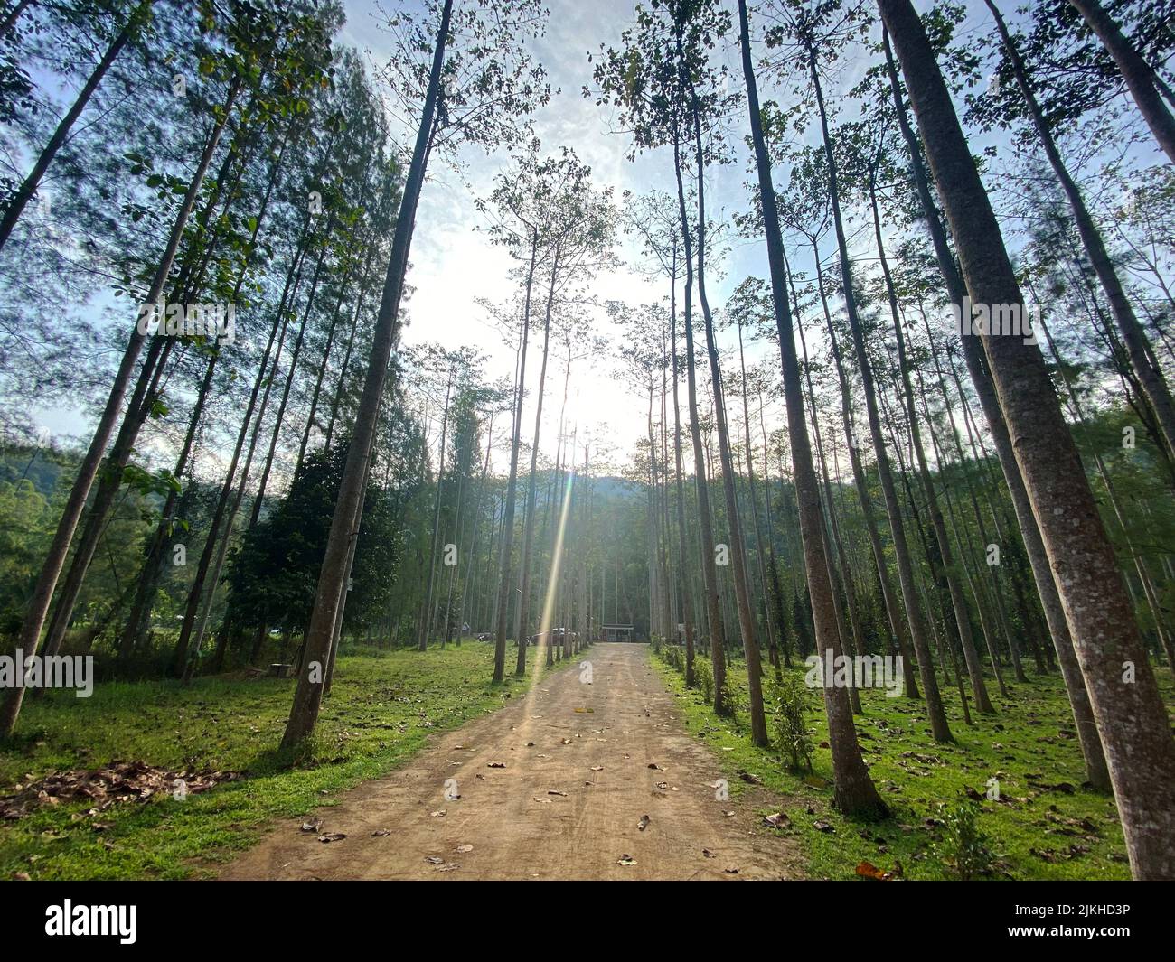 A beautiful view of a greenfield full of trees and a path in the middle ...