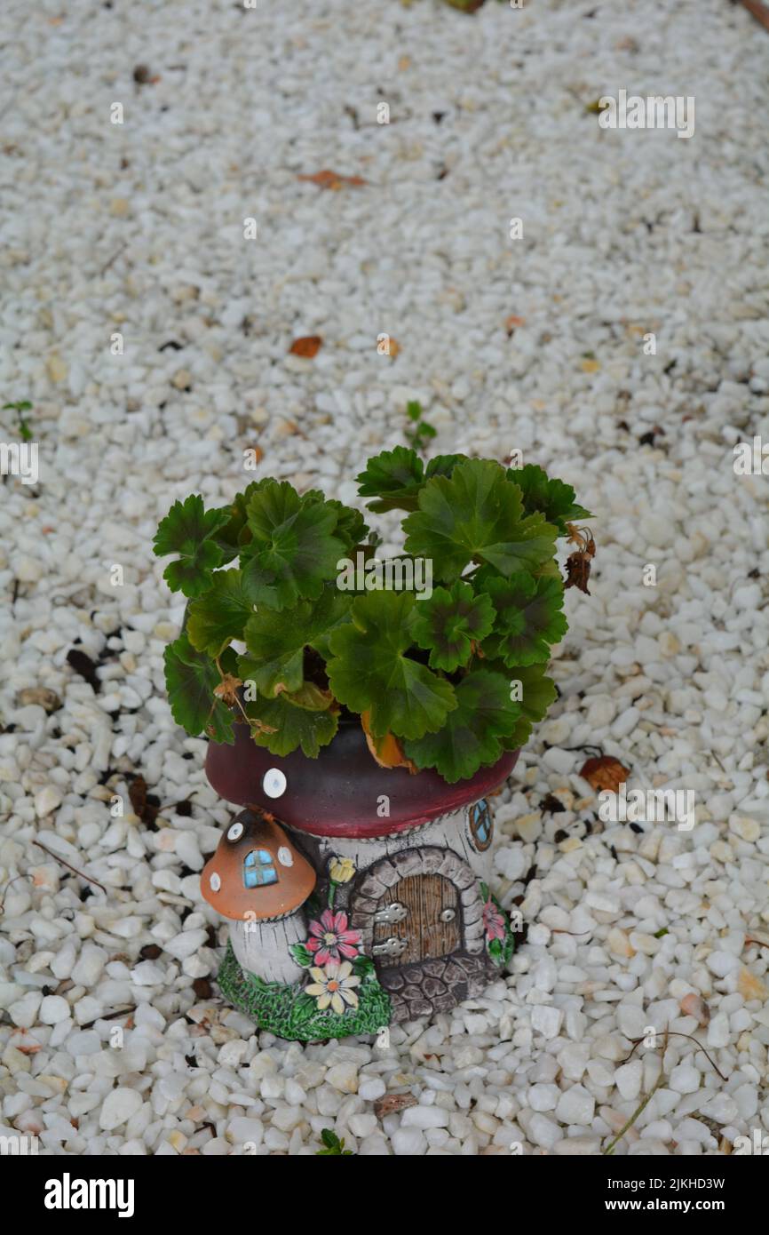 A flower of geranium planted in a clay pot Stock Photo - Alamy
