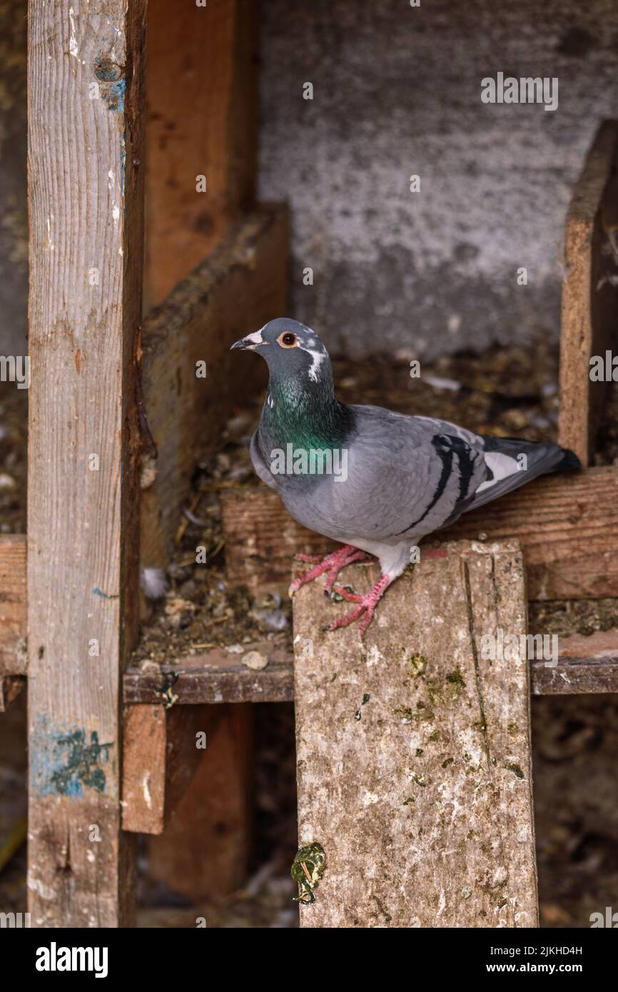 Dirty pigeon hi-res stock photography and images - Alamy