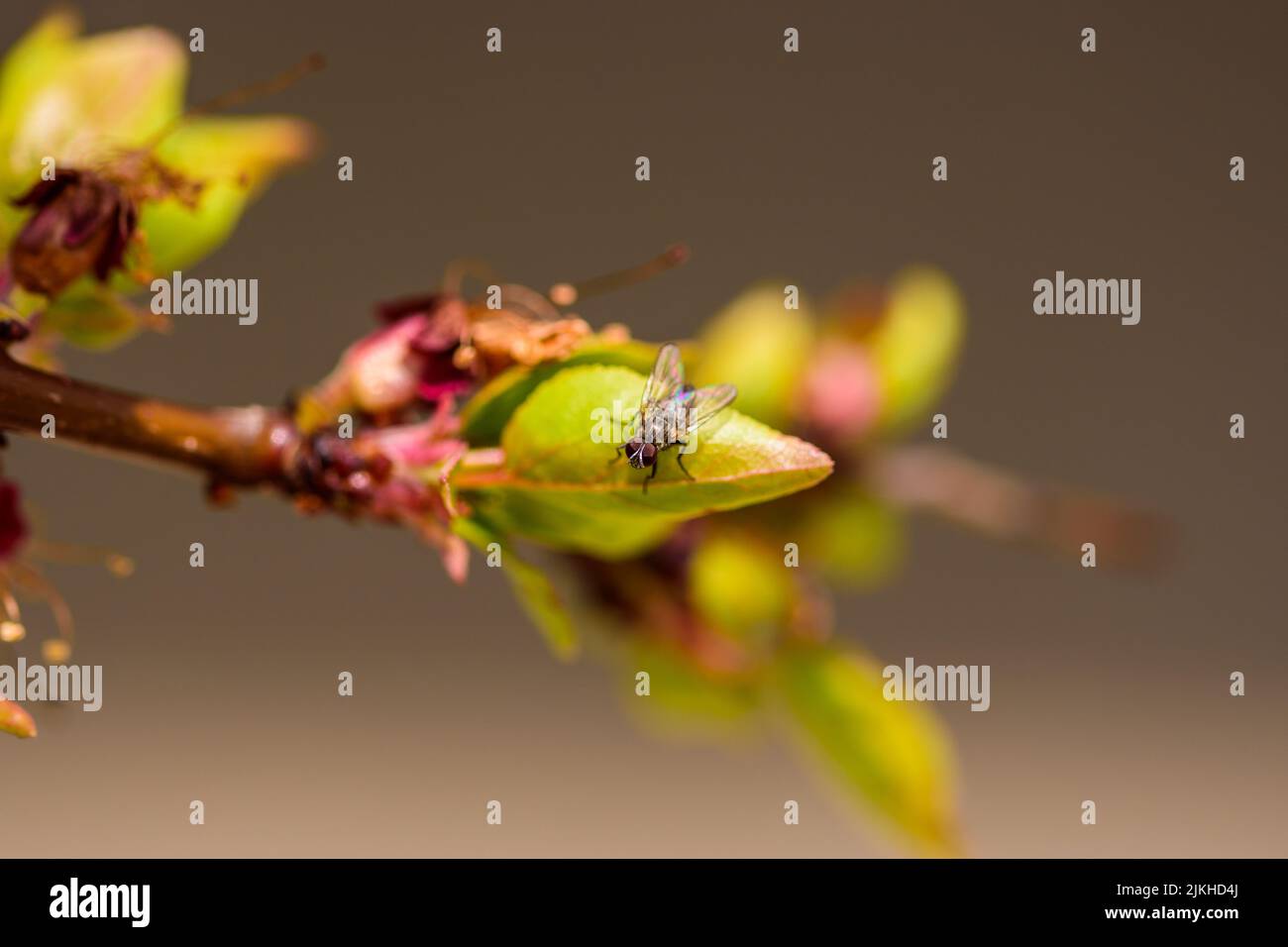A close-up shot of a fly on a plant bud Stock Photo - Alamy