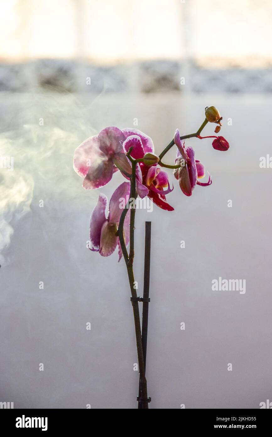 Phalaenopsis modesta hi-res stock photography and images - Alamy