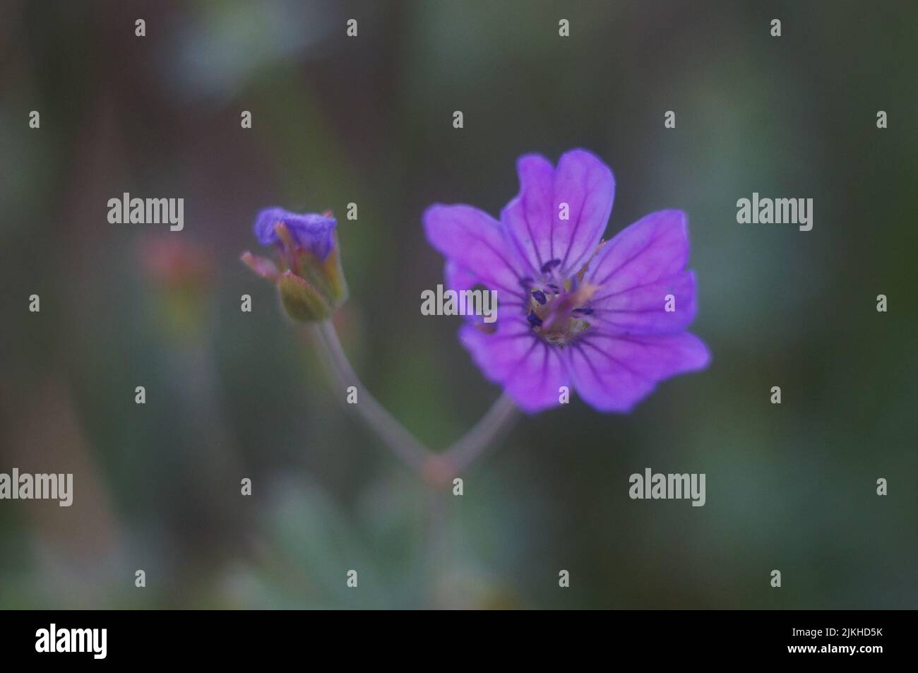 A close-up shot of a Hedgerow Crane's-bill flower plant with a blurred ...
