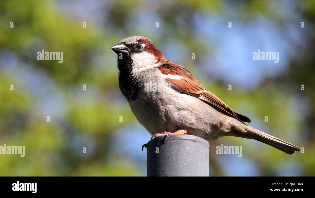 Beautiful shot bird in park hi-res stock photography and images - Alamy