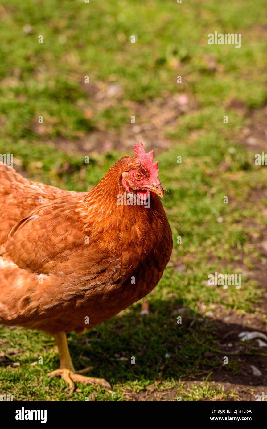 Chicken close up hi-res stock photography and images - Alamy