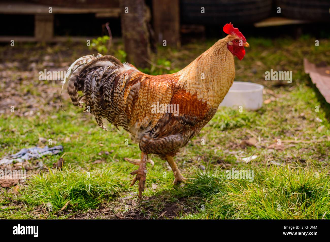 Brown rooster hi-res stock photography and images - Alamy