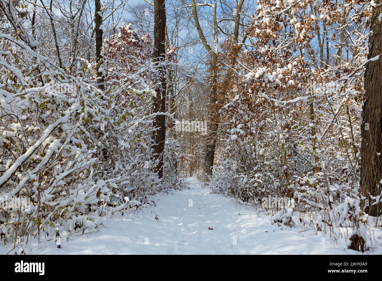 A beautiful view of a snowy path in the Ohio forest and trees covered ...