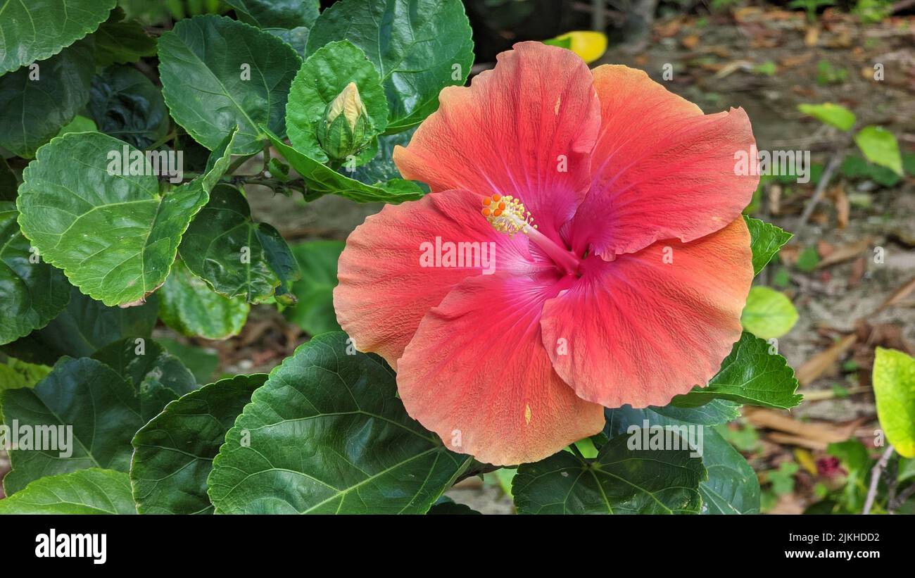 A closeup of a red Chinese hibiscus flower (Hibiscus rosa-sinensis) in ...