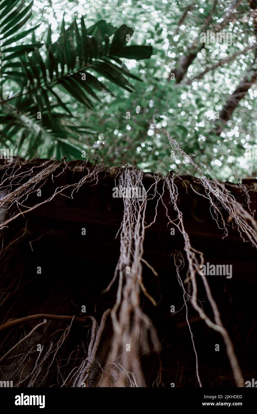 A vertical shot of palm leaves with hanging roots of a plant, Ipoh ...